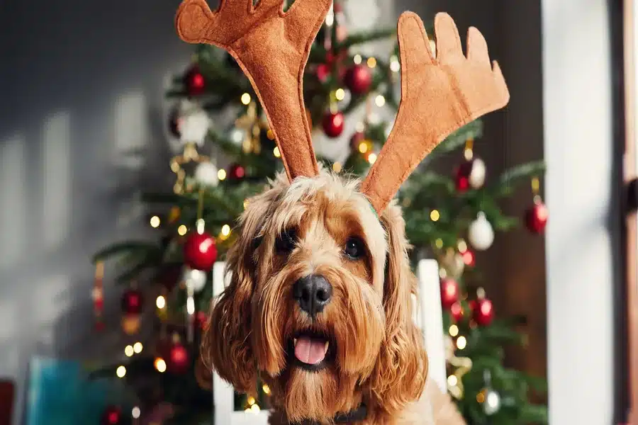 Things to Do on Christmas Day Fun Ideas for Everyone